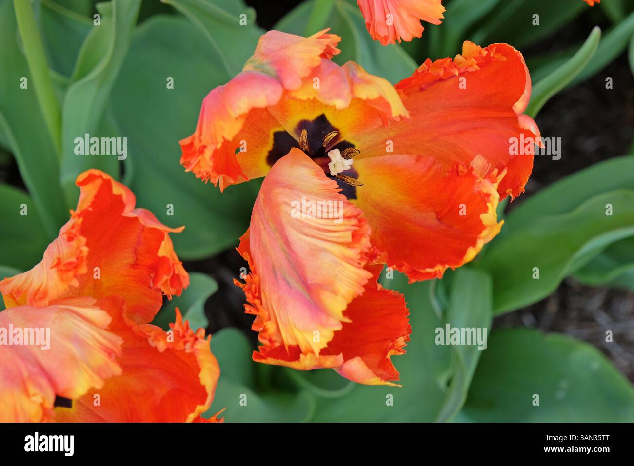 Bright red and orange frilled parrot Tulip, tulipa ‘Flower Power’ in ...