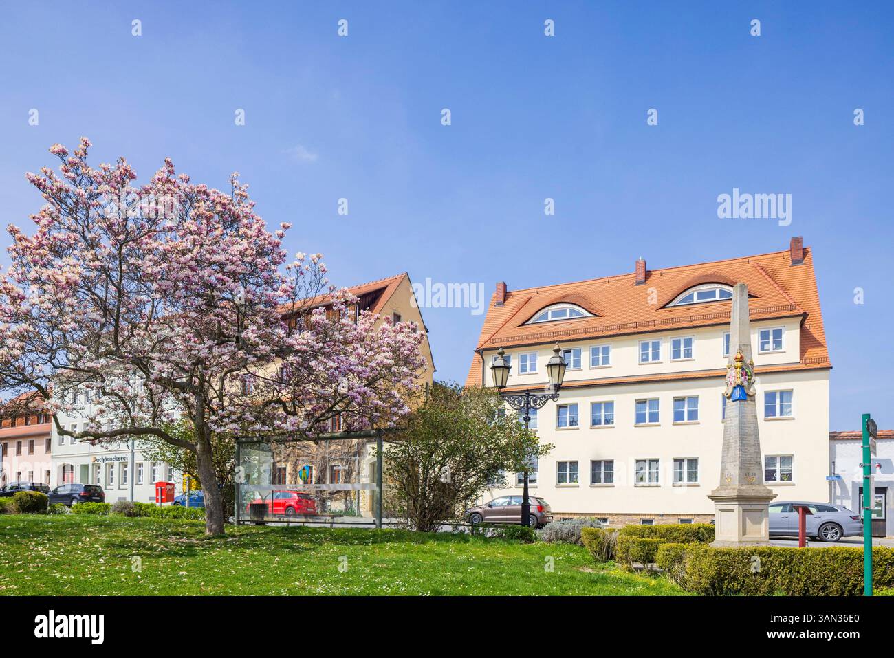 Dohna im Frühling Marktplatz blühender Tulpenbaum mit kursächsischer ...