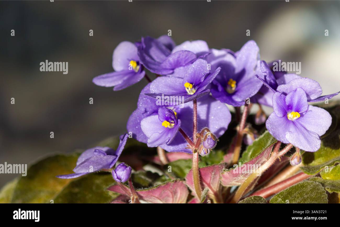 African violet in a pot, highlighted against a natural background Stock ...