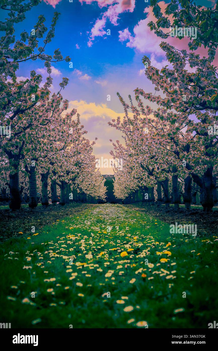 Cherry blossom (prunus) in the fruit tree orchards of Brodgale Farm ...