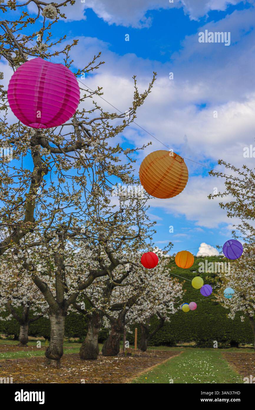 Cherry blossom (prunus) in the fruit tree orchards of Brodgale Farm ...