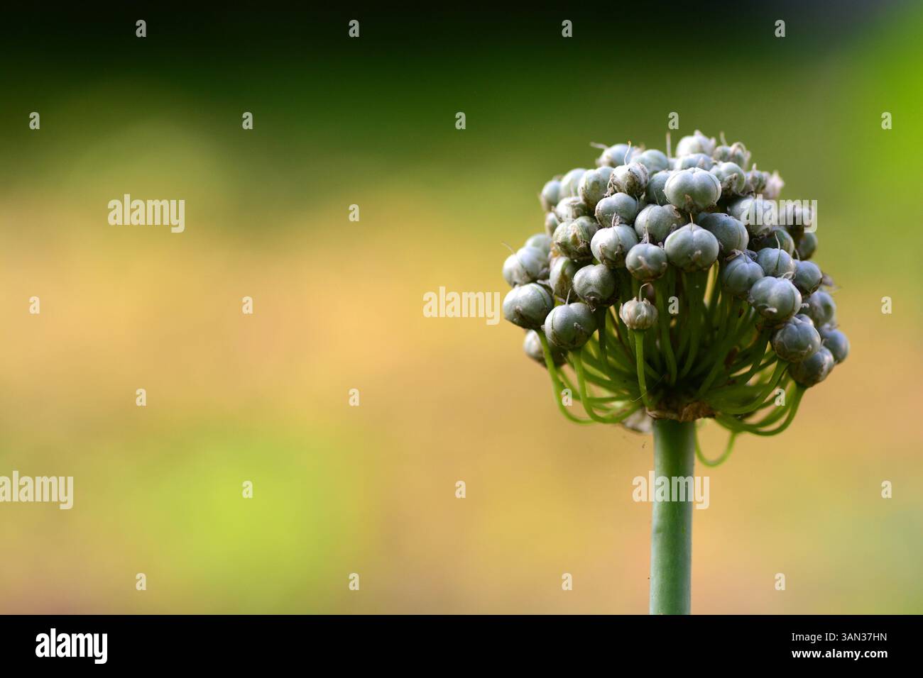 Decorative garlic blossom close up front view blurred background ...