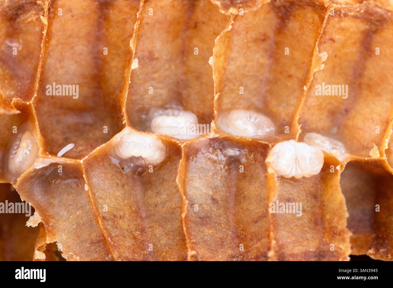A cross section of comb with a honey bee egg and larva Stock Photo - Alamy