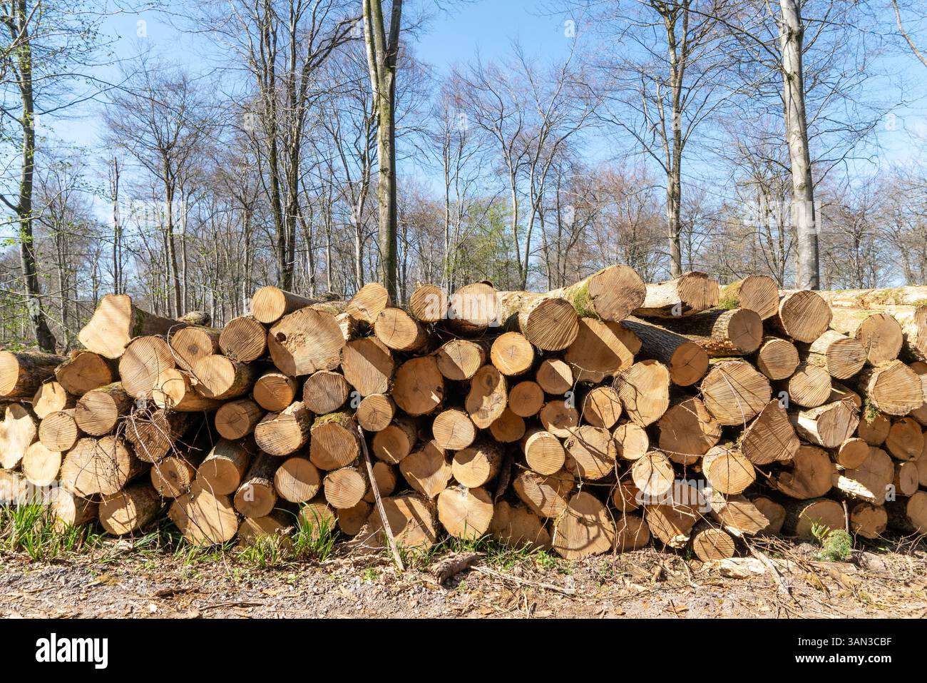 Stack of sawn logs in forest Stock Photo - Alamy
