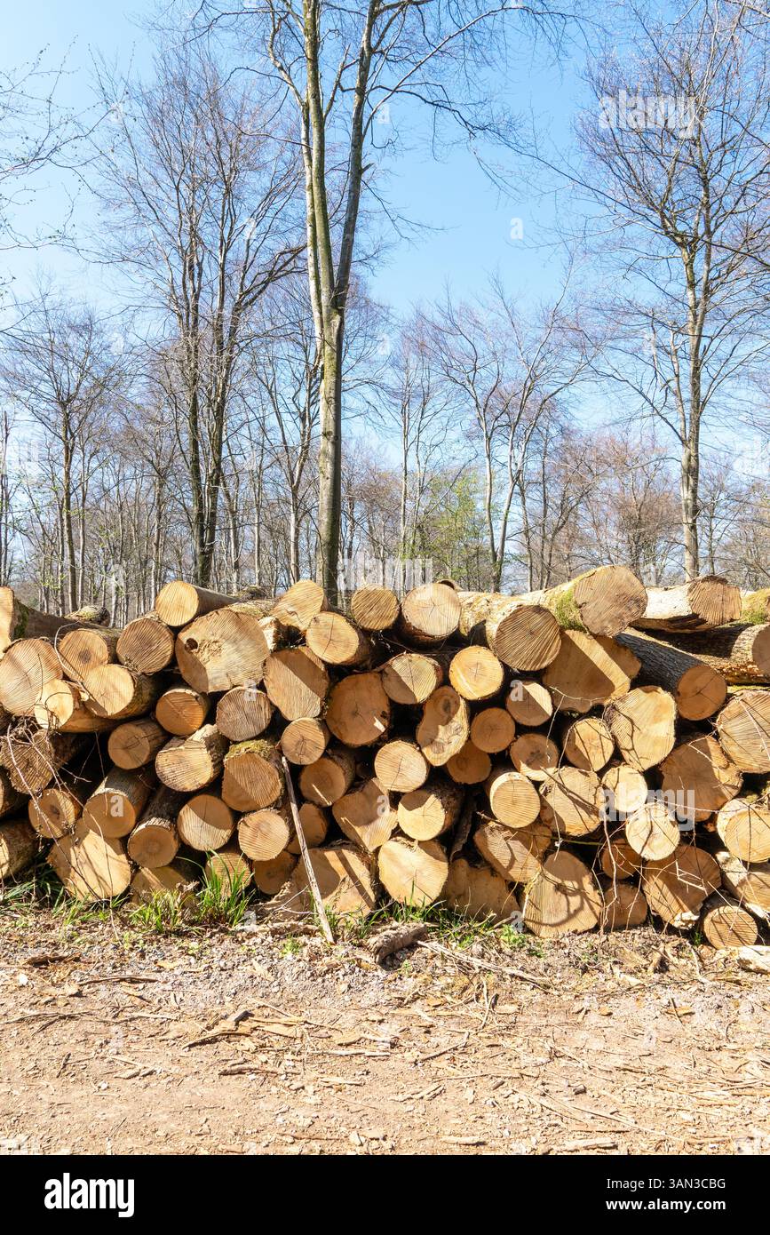 Stack of sawn logs in forest Stock Photo - Alamy