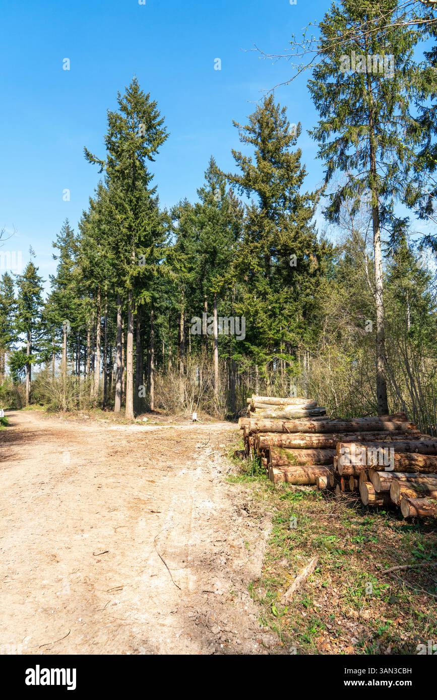 Stack of sawn logs in forest Stock Photo - Alamy