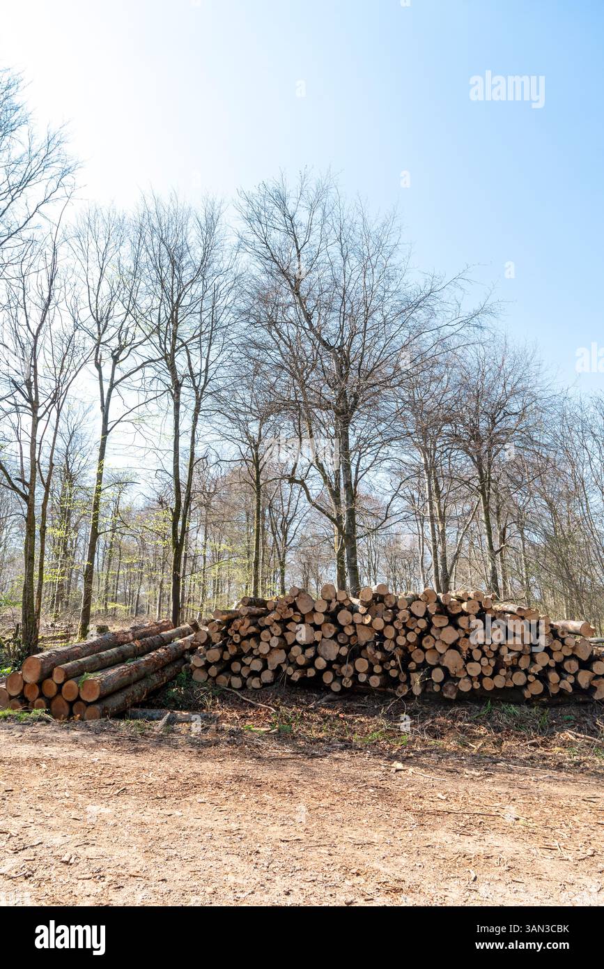 Stack of sawn logs in forest Stock Photo - Alamy