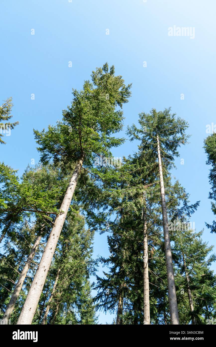 Looking up at tall pine trees against blue sky Stock Photo - Alamy