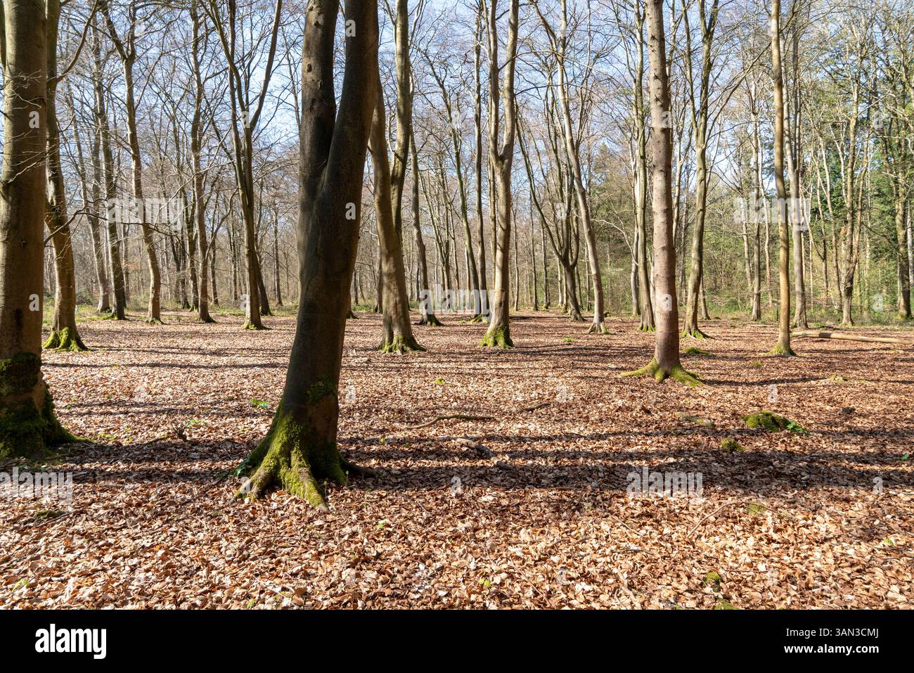 Winter woodland scene Stock Photo - Alamy