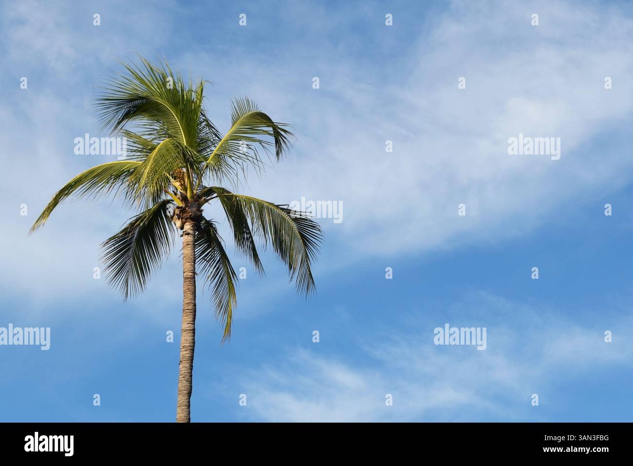 Palm close up tropical setting Stock Photo - Alamy