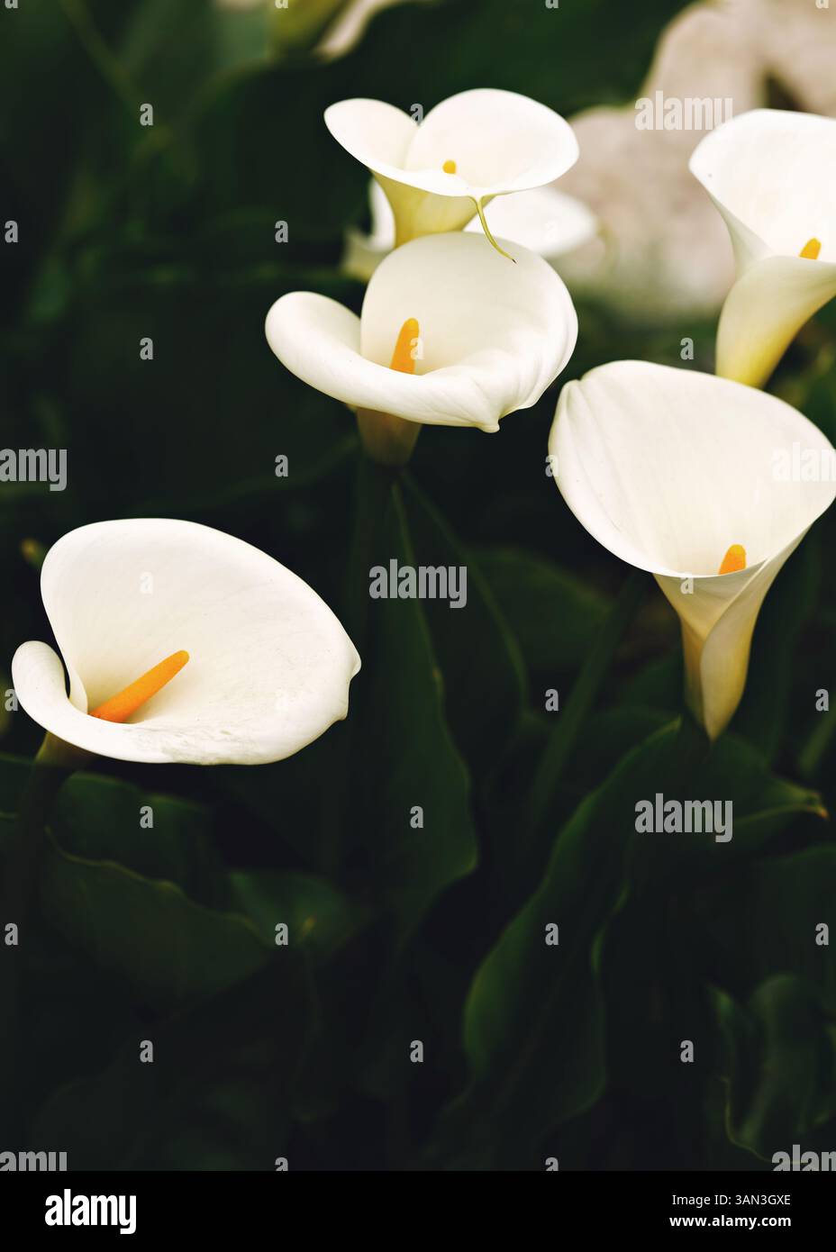Glorious white Giant Calla Lily flowers in the garden. Beautiful ...