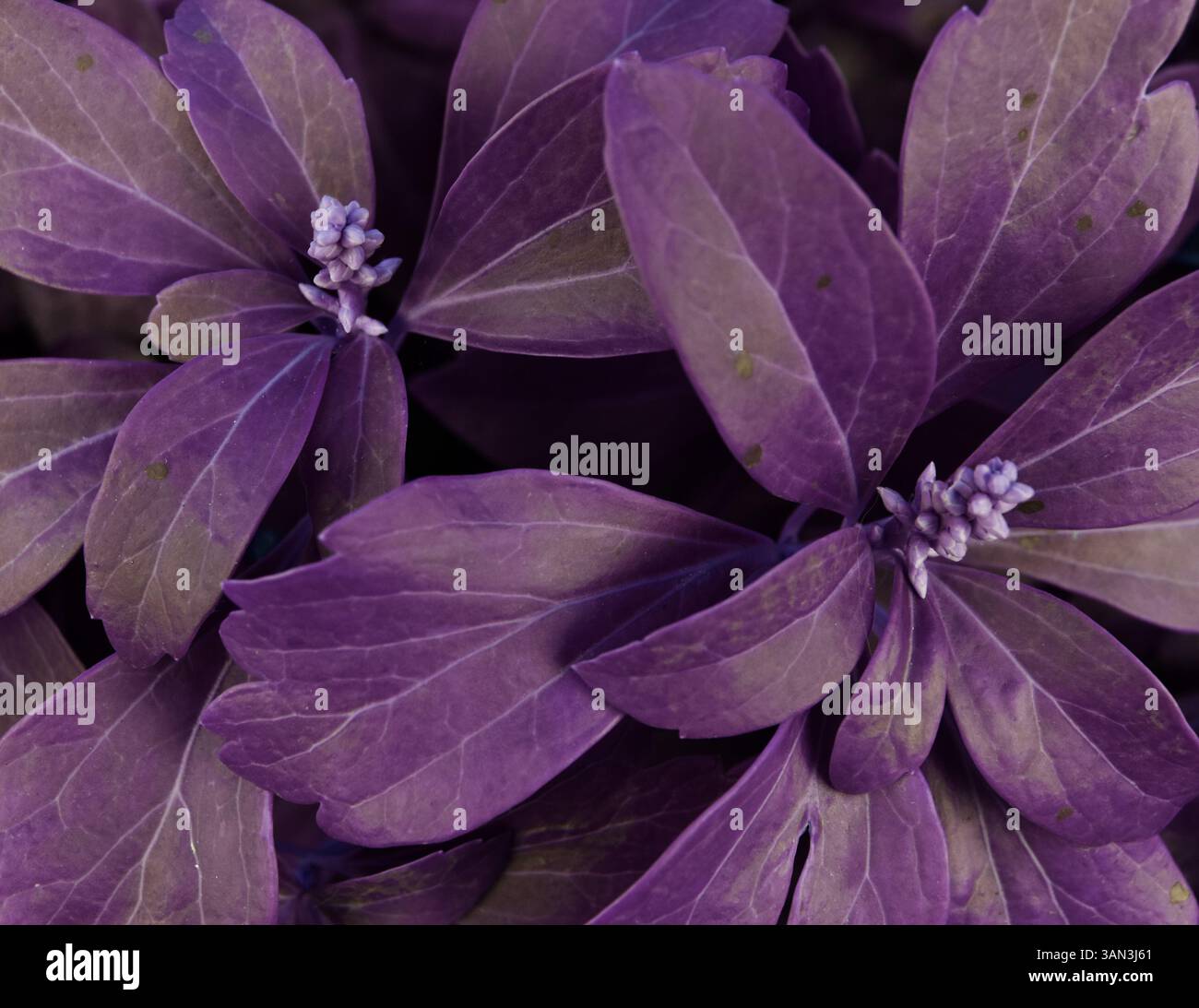 Foliage texture background with vibrant palette Stock Photo - Alamy