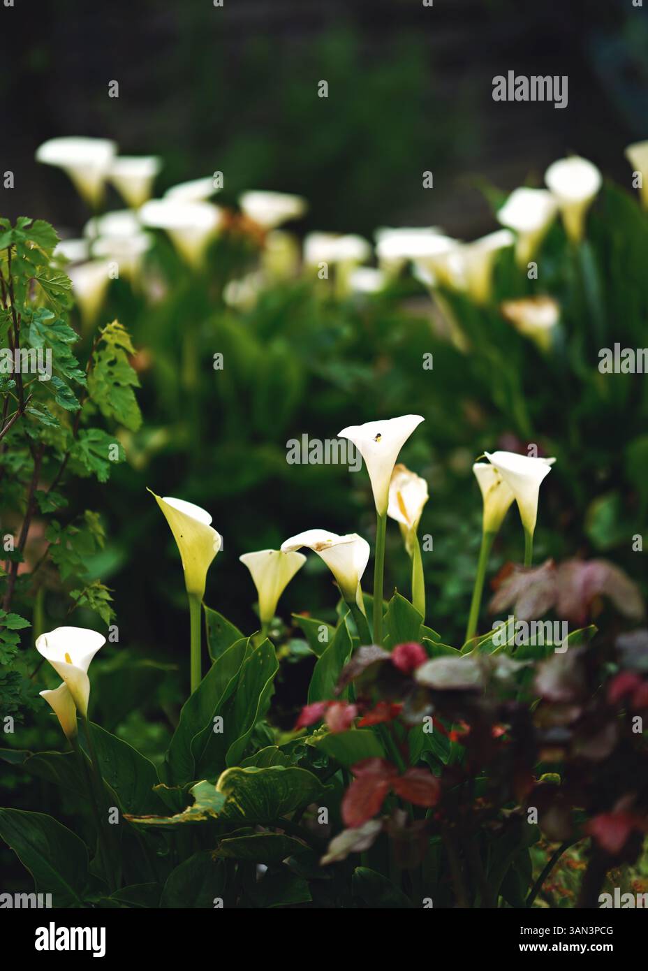 Glorious white Giant Calla Lily flowers in the garden. Beautiful ...