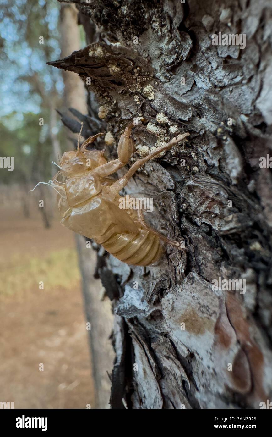 Cicada at their natural habitat hi-res stock photography and images - Alamy
