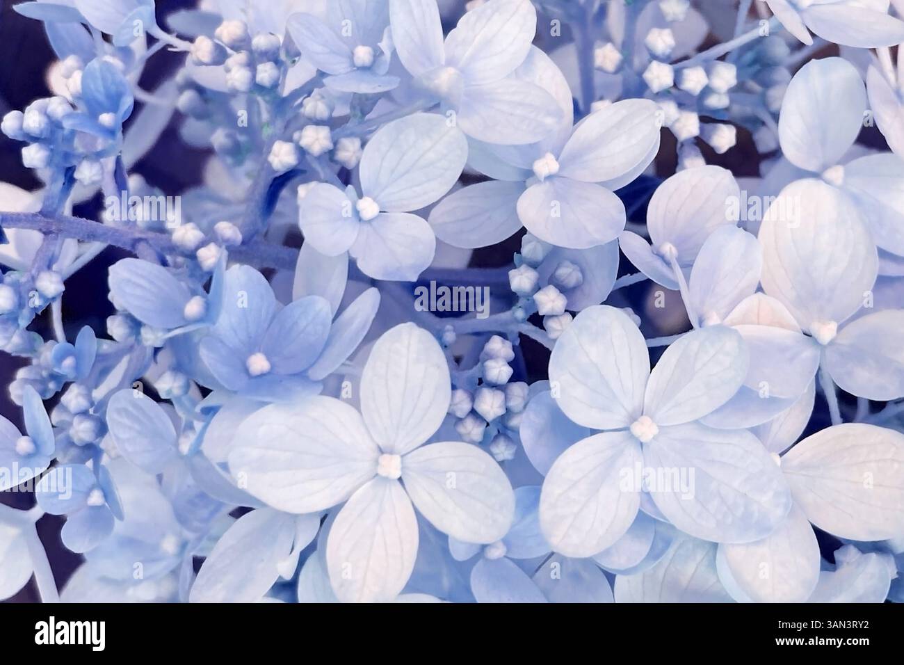 Lush hydrangea plant with clusters of flowers and fresh green leaves ...