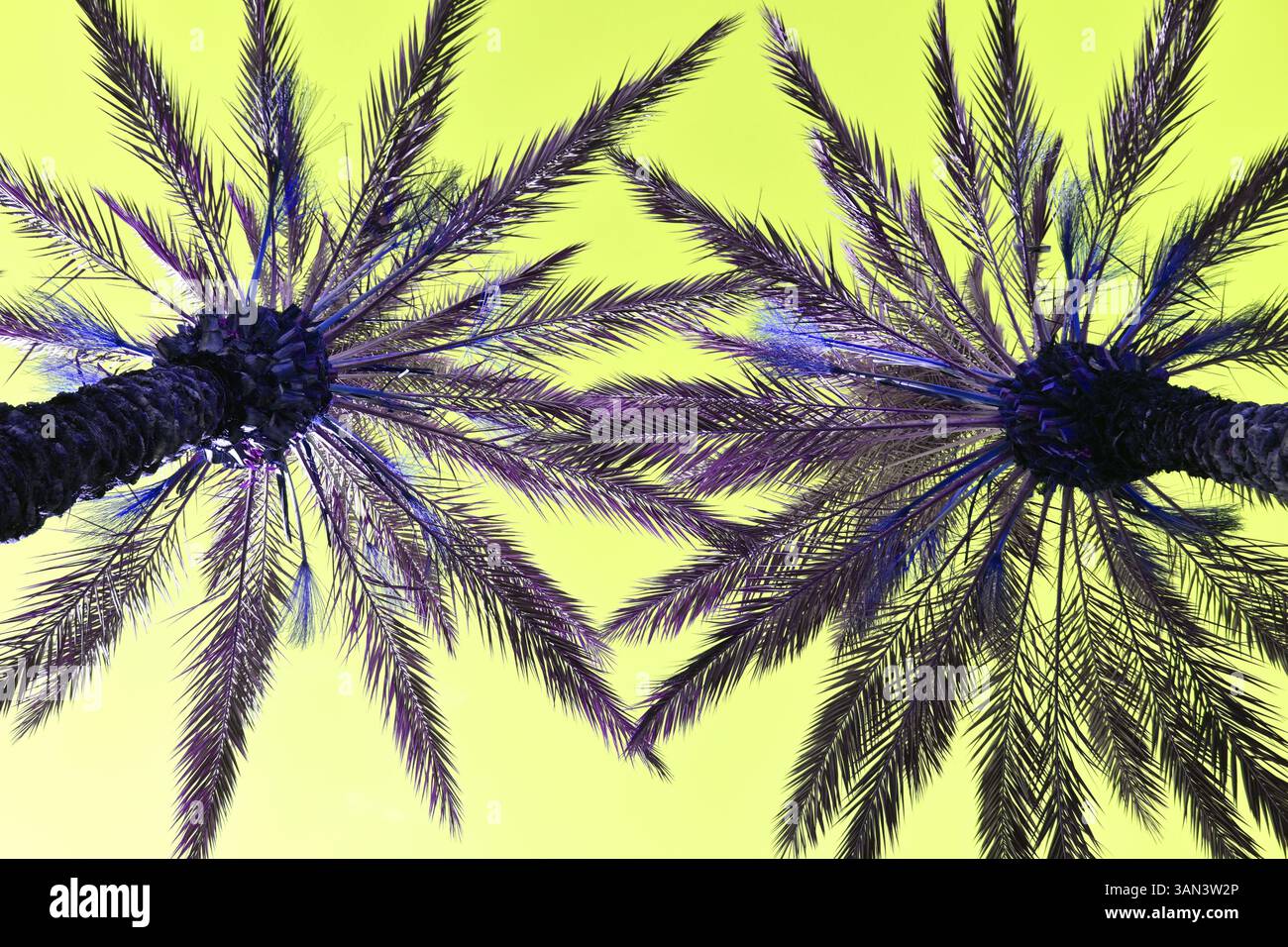 Lively backdrop palm fronds Stock Photo - Alamy