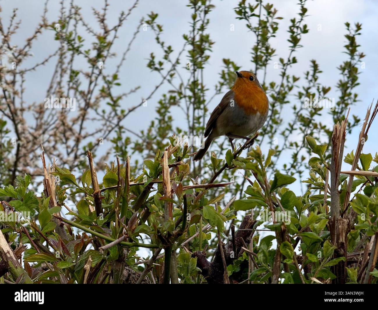 Seaton Wetlands, Seaton, Devon: Robins in the Hedgerow Stock Photo - Alamy