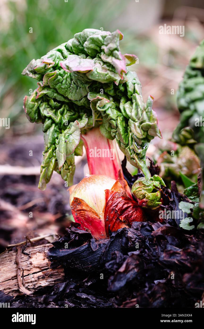 Rhubarb vegetable horticulture hi-res stock photography and images - Alamy