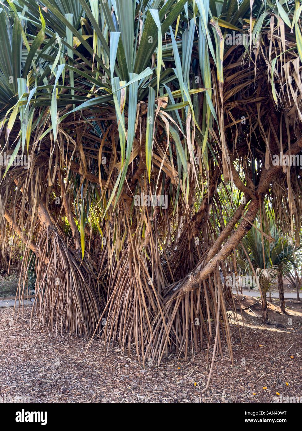 Pandanus baptisti plant, Gold Striped screw pine, native to Papua New ...