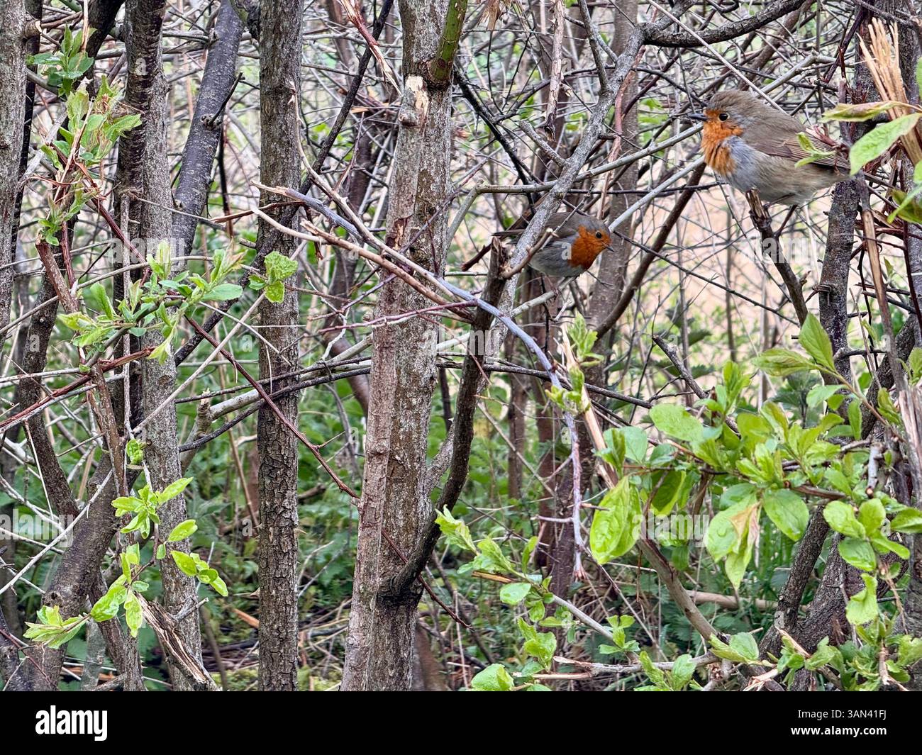 Seaton Wetlands, Seaton, Devon: Robins in the Hedgerow Stock Photo - Alamy