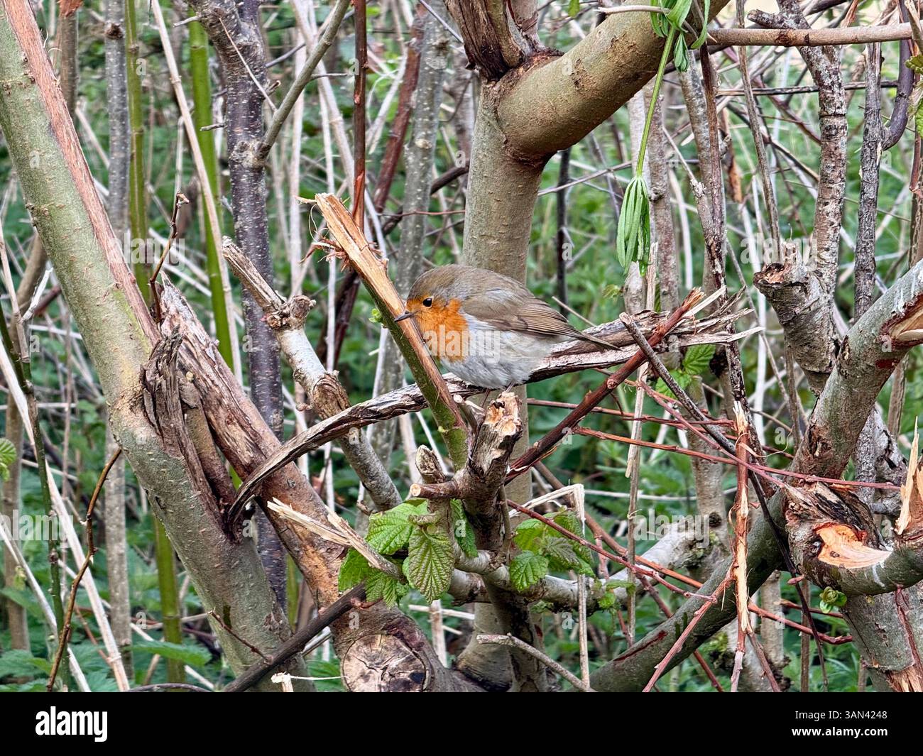 Seaton Wetlands, Seaton, Devon: Robins in the Hedgerow Stock Photo - Alamy
