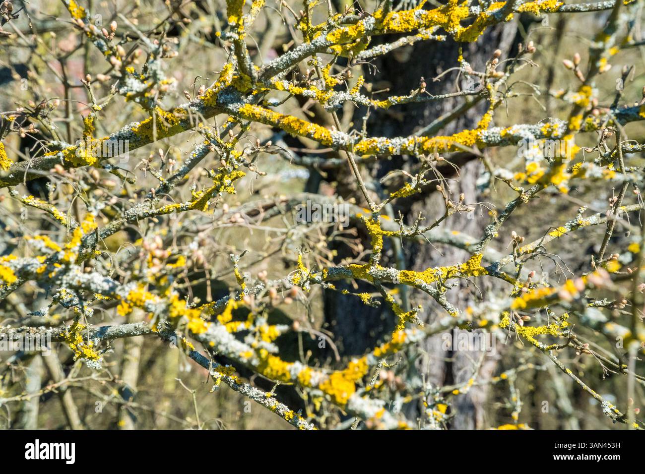 Lichens on an apple tree branch in an orchard. Sanitary pruning of ...