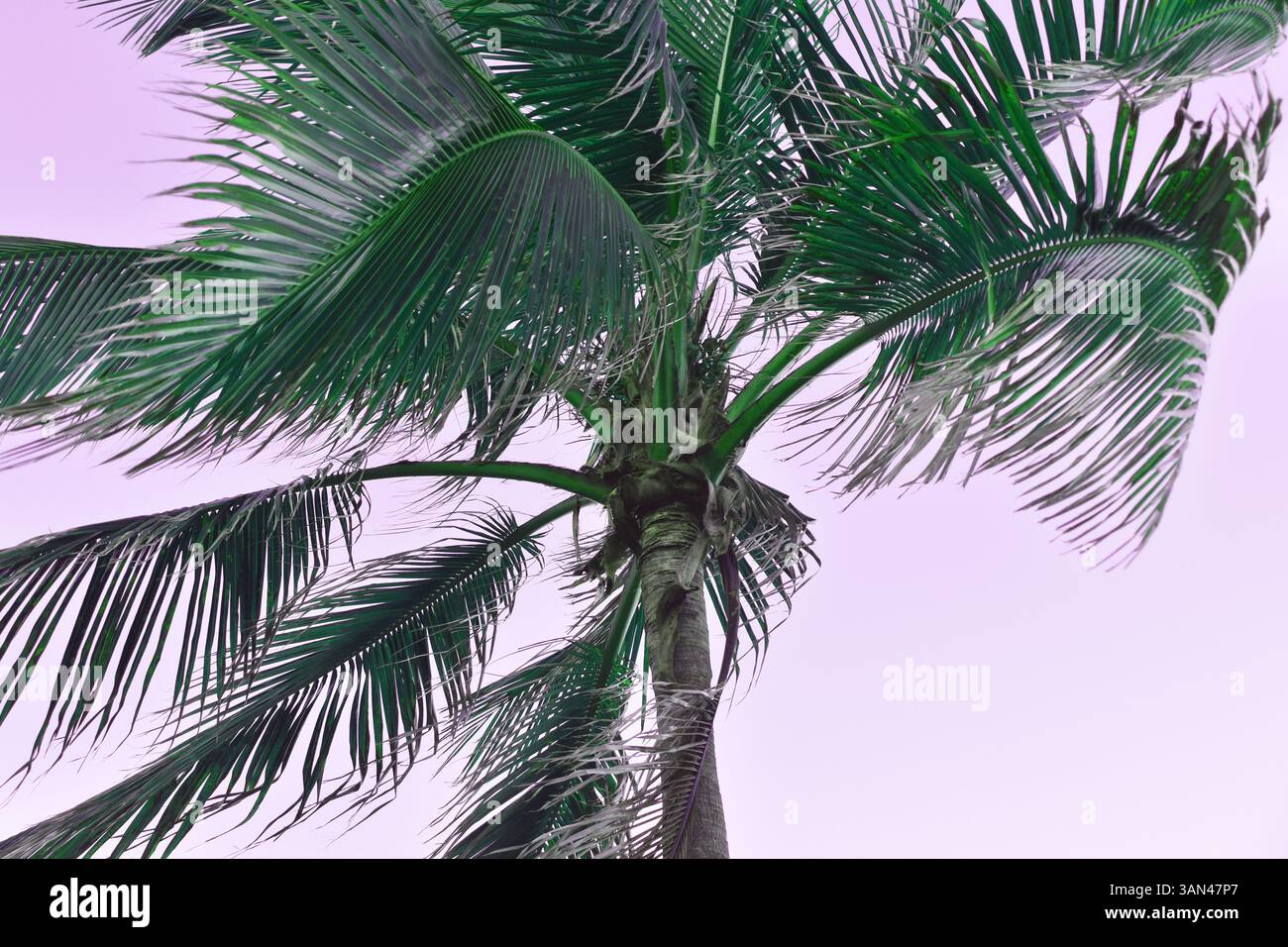 Jungle feel palm tree shot Stock Photo - Alamy