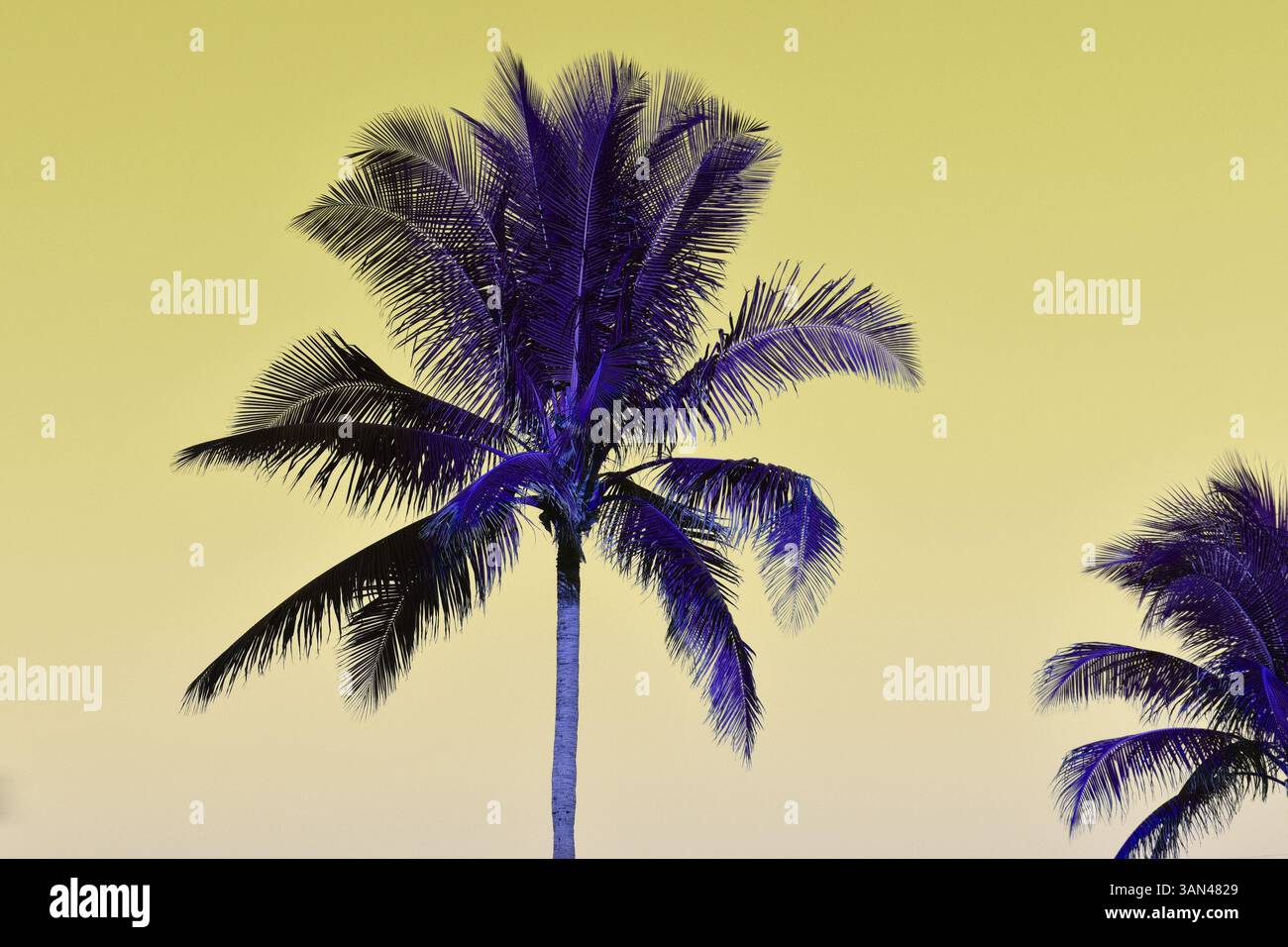 Smooth texture palm close Stock Photo - Alamy