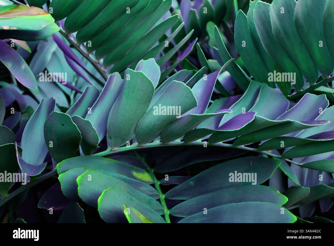 Macro nature texture with leafy details Stock Photo - Alamy