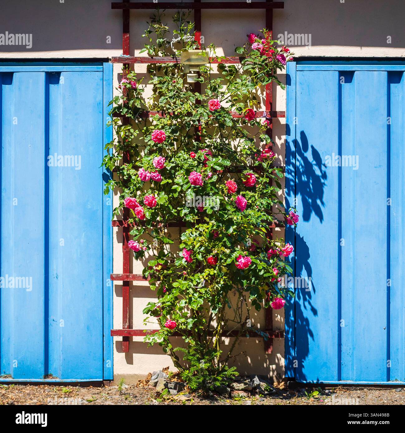 Spalier rosen hi-res stock photography and images - Alamy