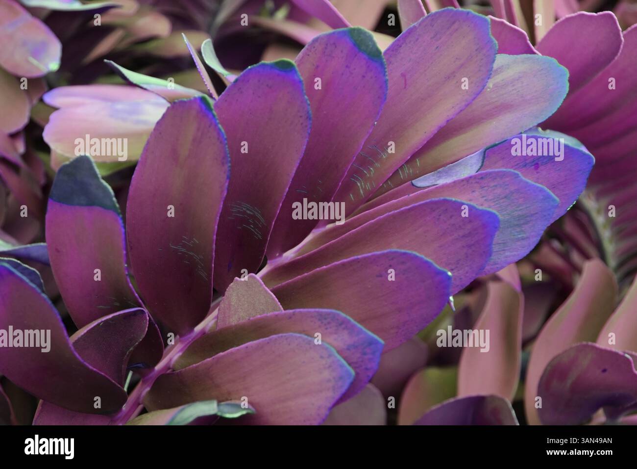Natural leaf background for creative use Stock Photo - Alamy
