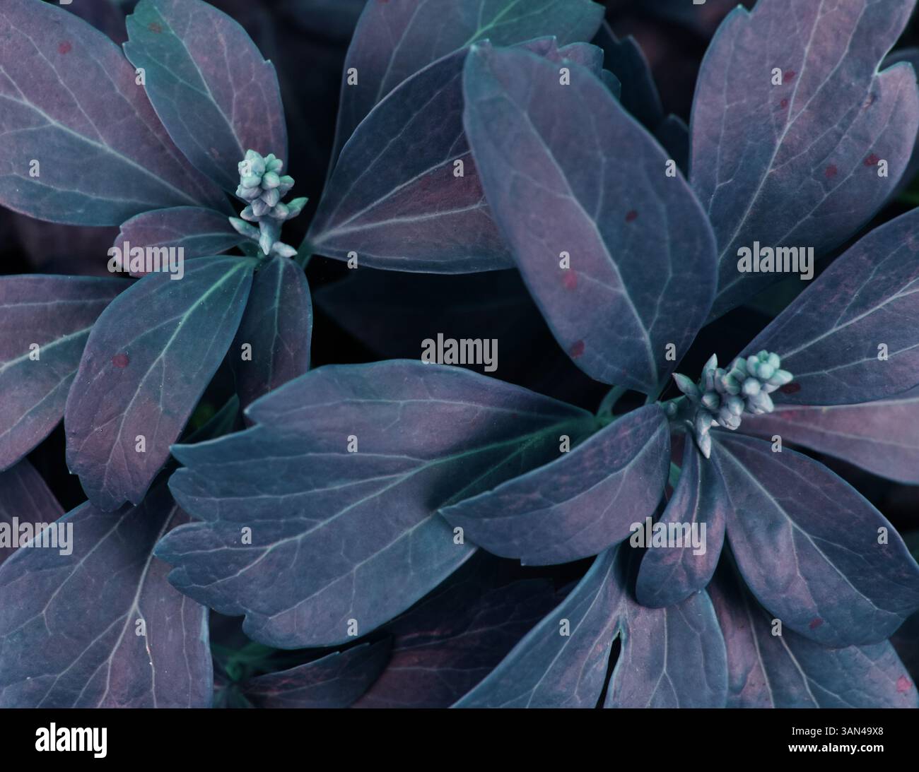 Colorful leaf layers with depth and texture Stock Photo - Alamy