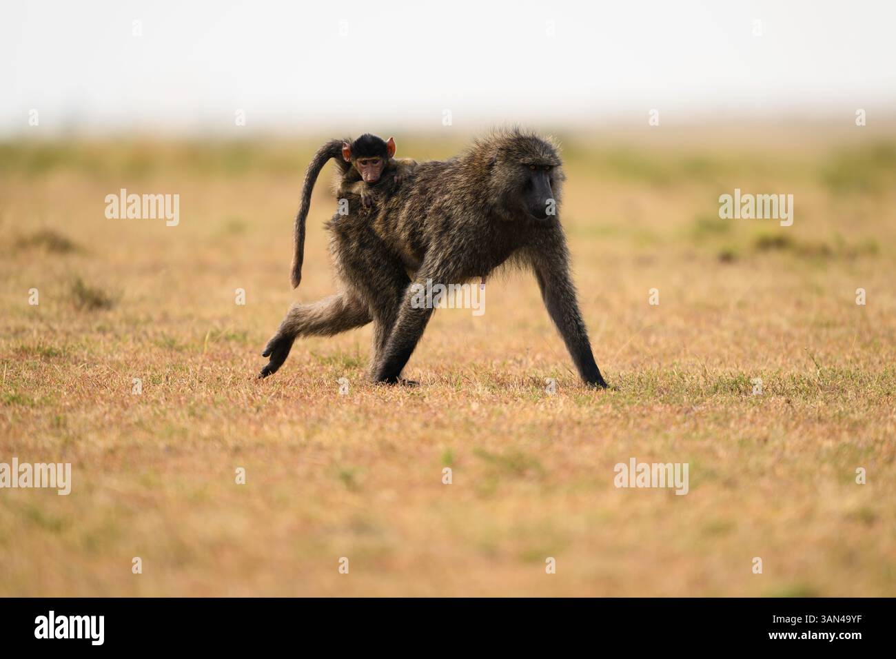 Baby baboon riding on his mother's back, Masai Mara, Kenya Stock Photo ...