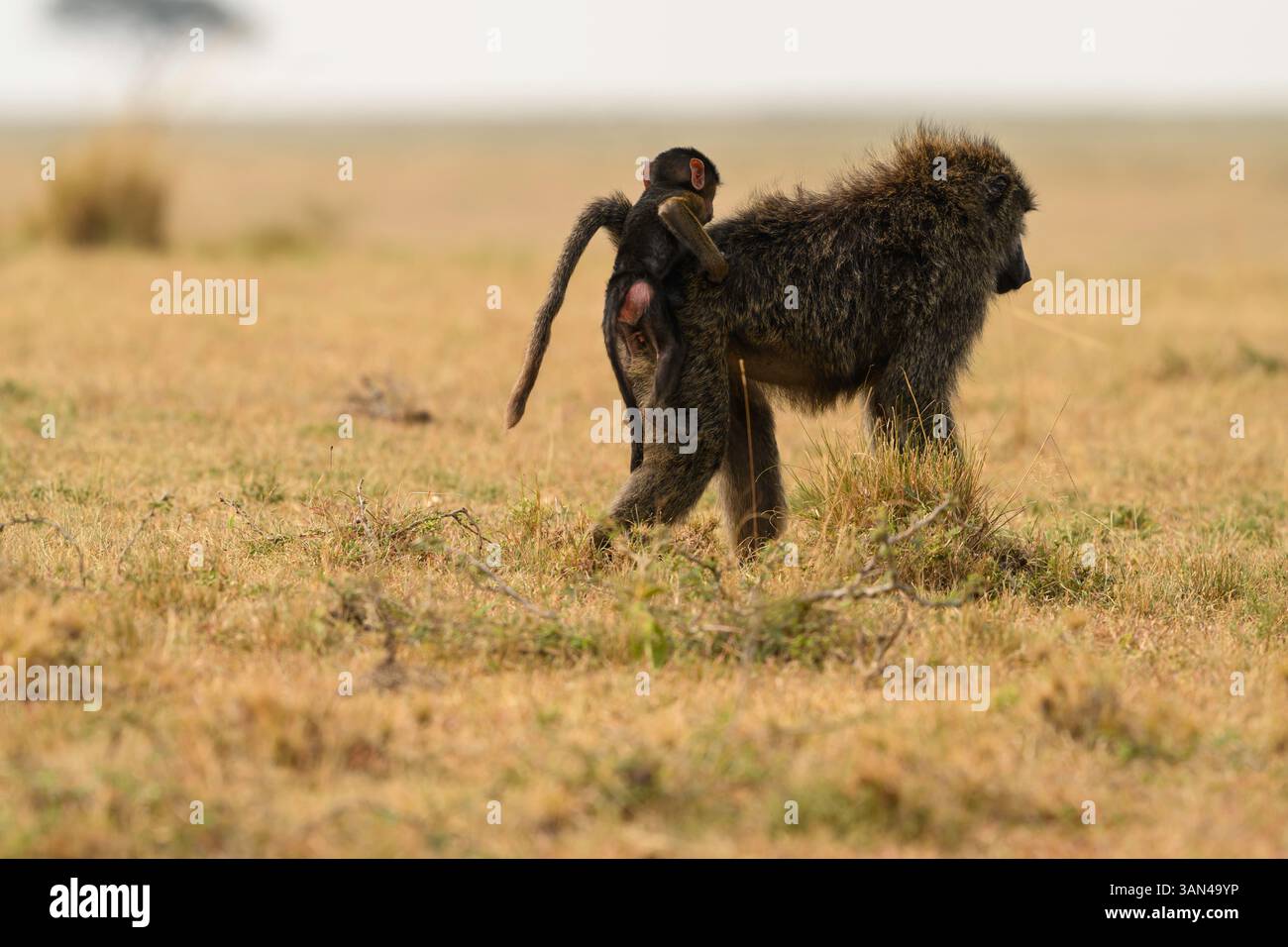 Baby baboon riding on his mother's back, Masai Mara, Kenya Stock Photo ...