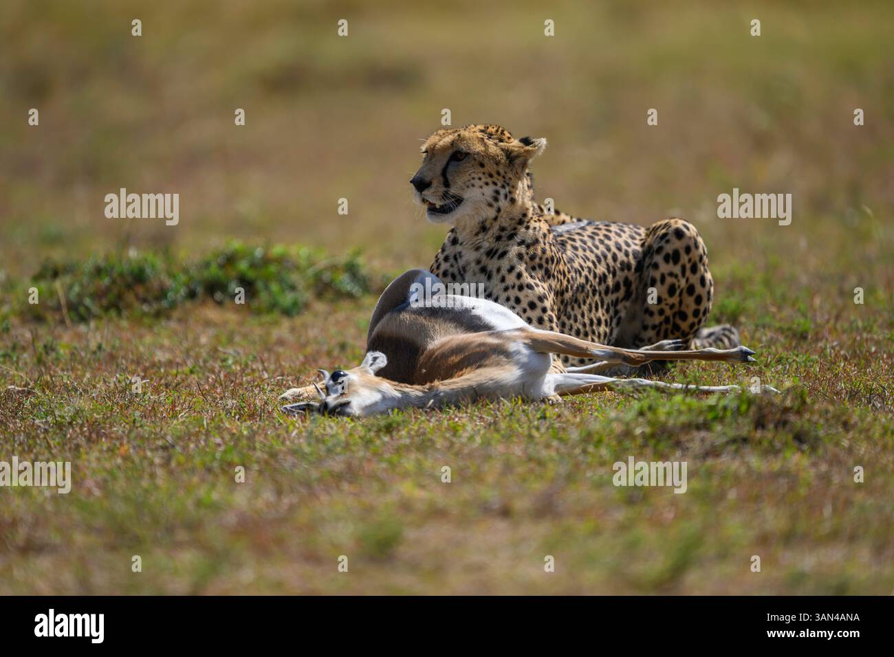 Cheetah with prey (Thomson's gazelle), Masai Mara, Kenya Stock Photo ...