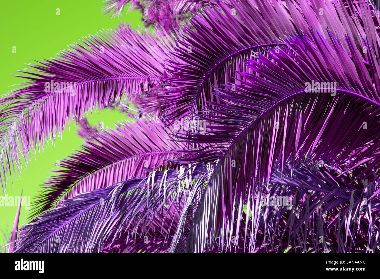 Fronds at base hi-res stock photography and images - Alamy