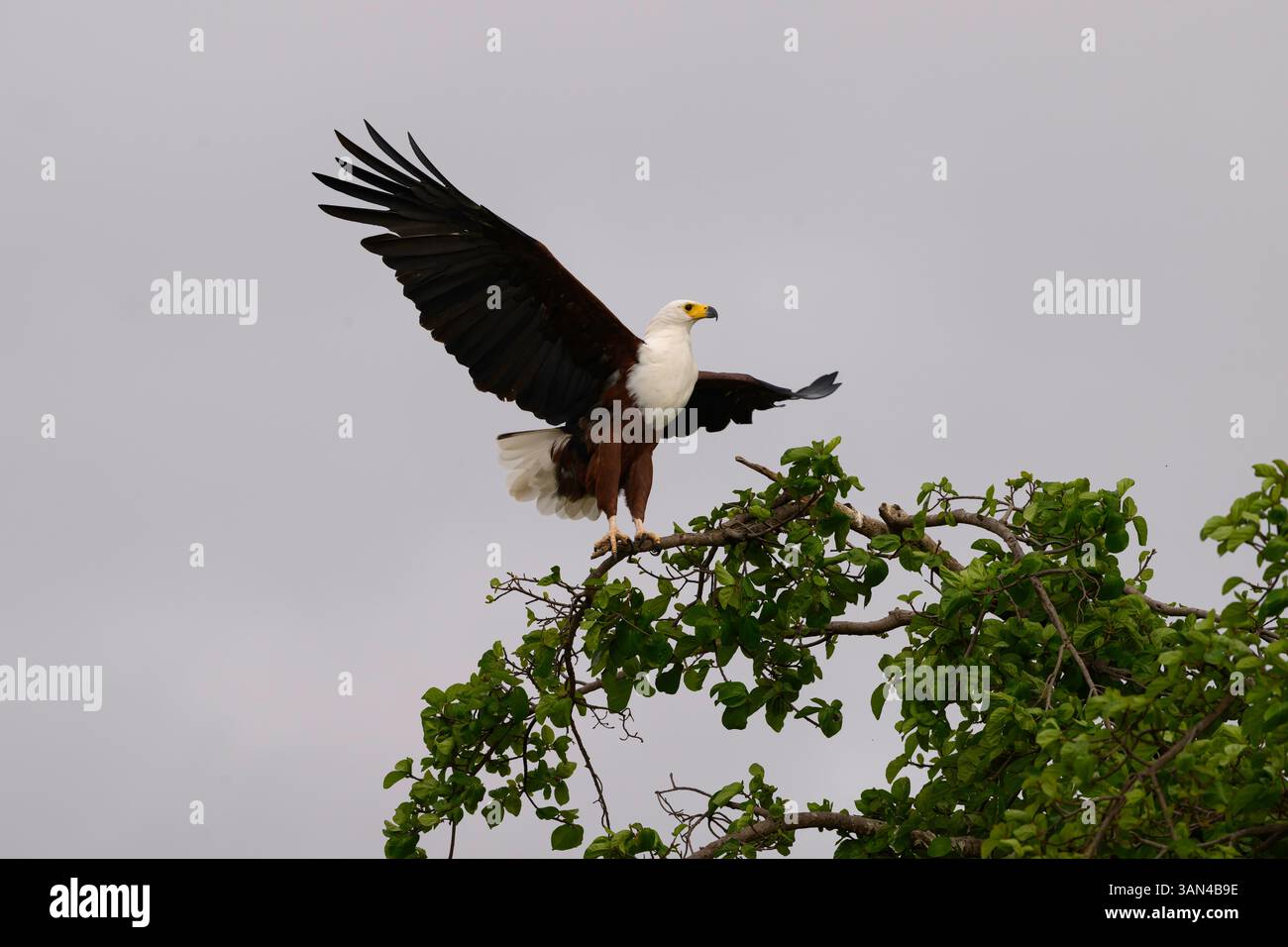 African fish eagle landing in a tree, Masai Mara, Kenya Stock Photo - Alamy