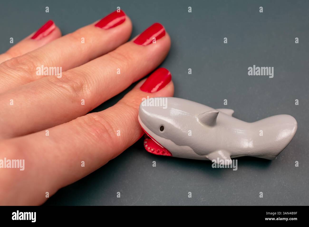 Shark clamping jaws on female hand with red nails, underwater violence ...
