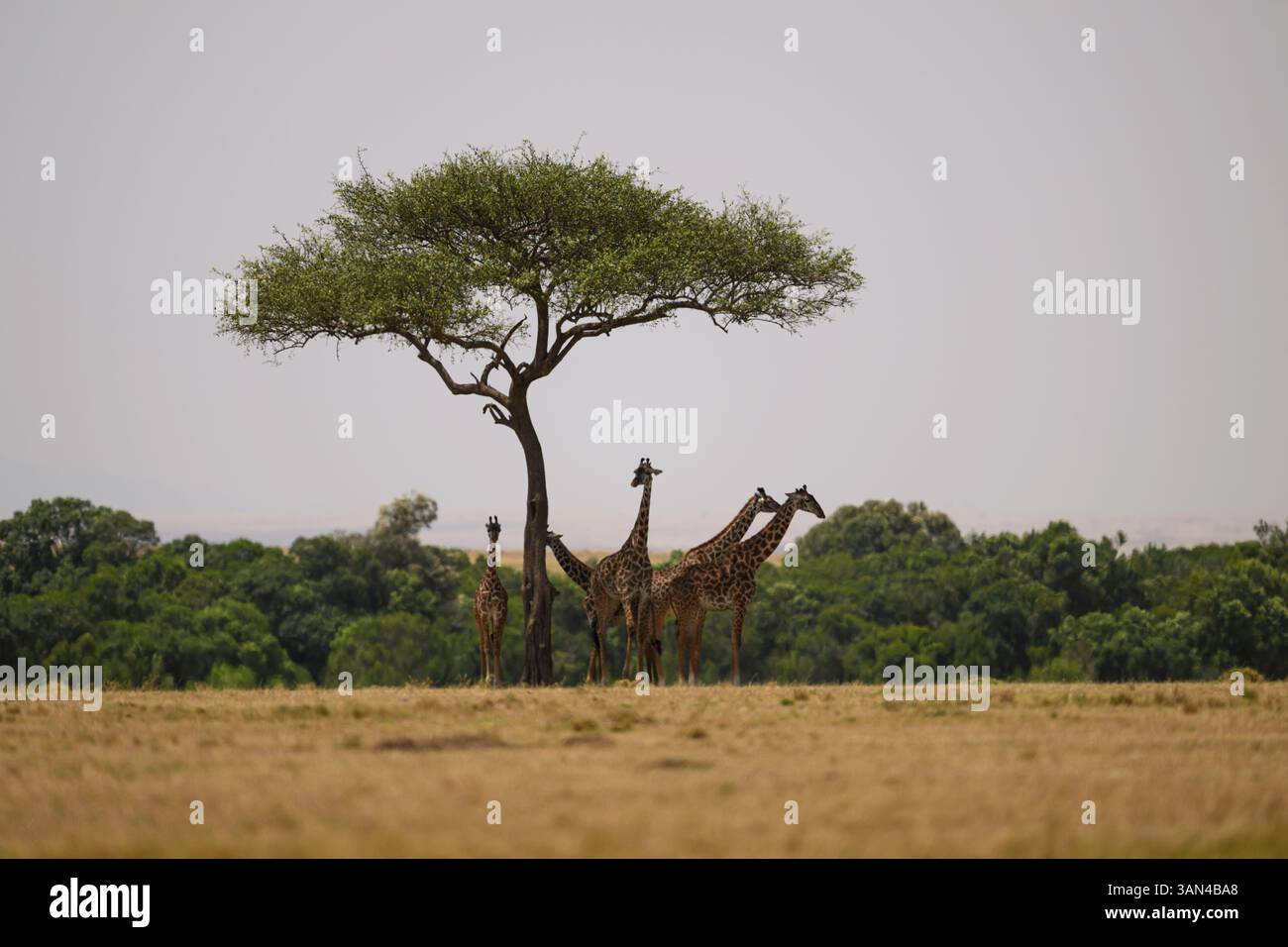 Giraffes under acacia tree hi-res stock photography and images - Alamy