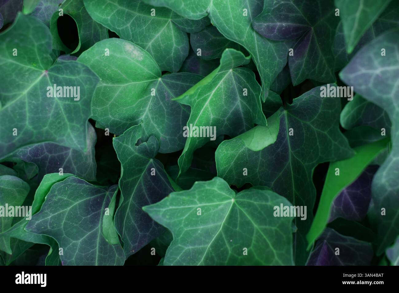 Fall theme leaves close up with vibrant tones Stock Photo - Alamy