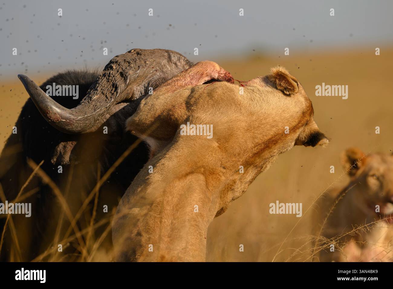 Lion hunting Cape buffalo, Masai Mara, Kenya Stock Photo - Alamy