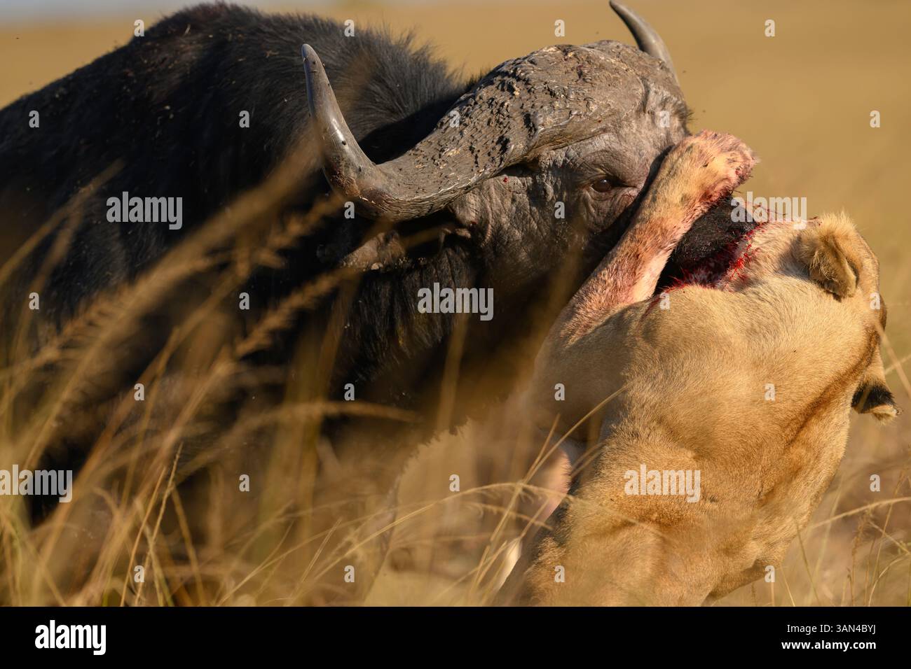 Lion hunting Cape buffalo, Masai Mara, Kenya Stock Photo - Alamy