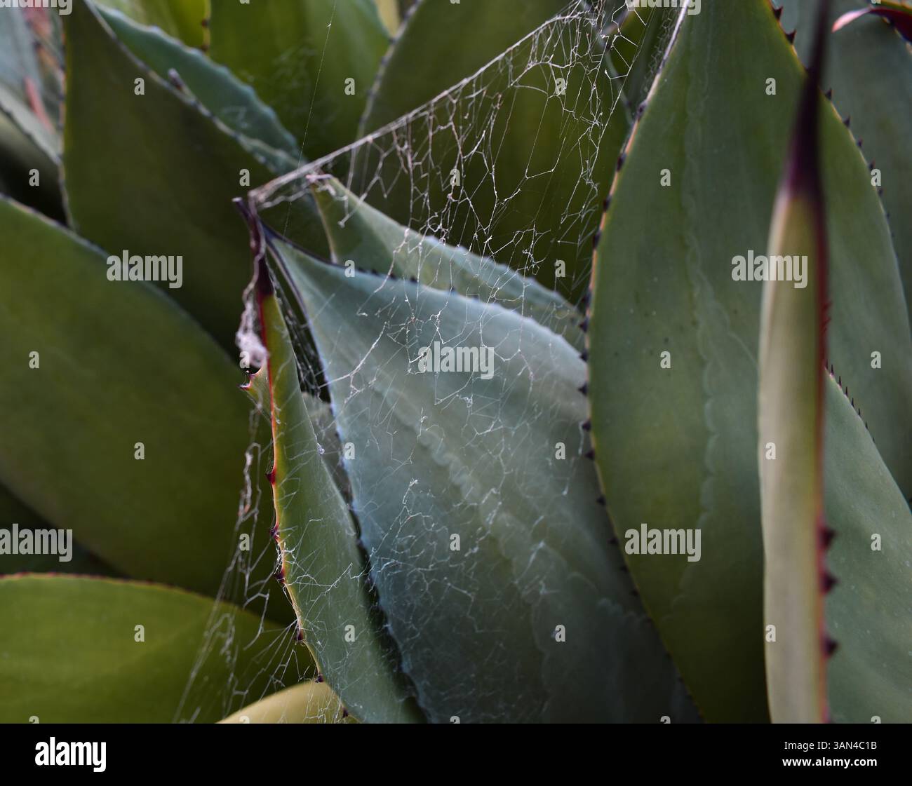 detailed aloe plant leaves with rainbow hues and soft focus Stock Photo ...