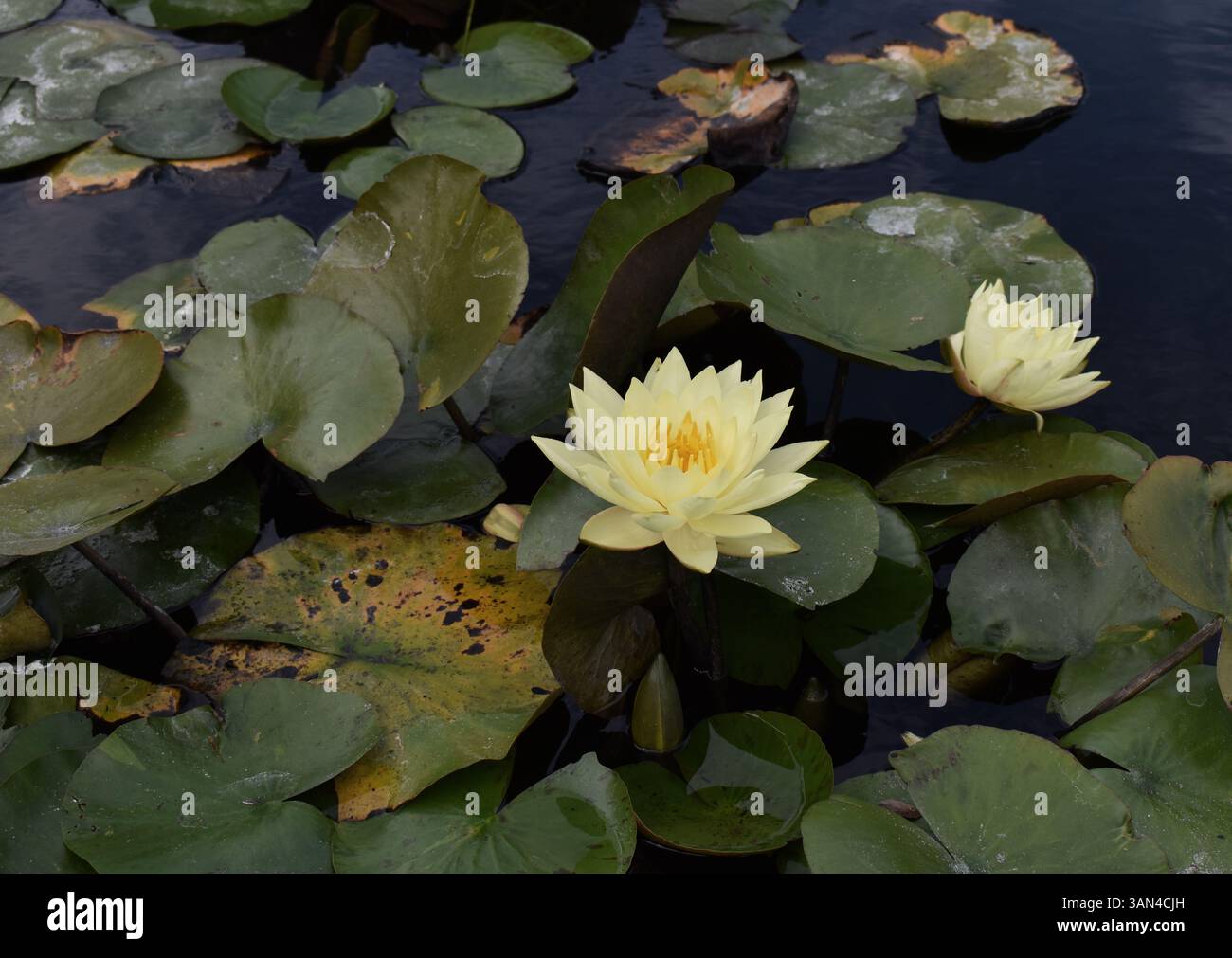 Elegant lily flowers in outdoor pond with floating leaves and smooth ...