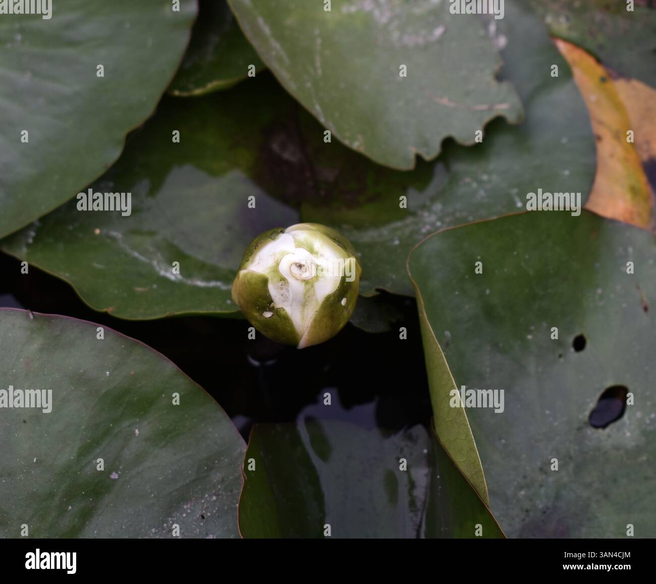 Water garden with open lily blooms and vibrant wet leaves perfect for ...