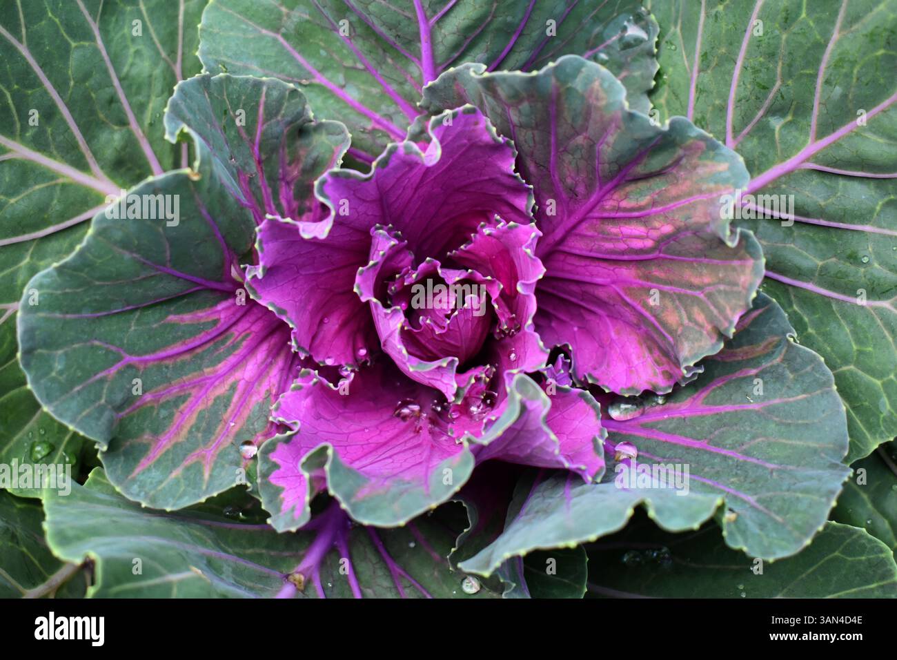 Lush ornamental kale texture with detailed leaf veins and vivid natural ...