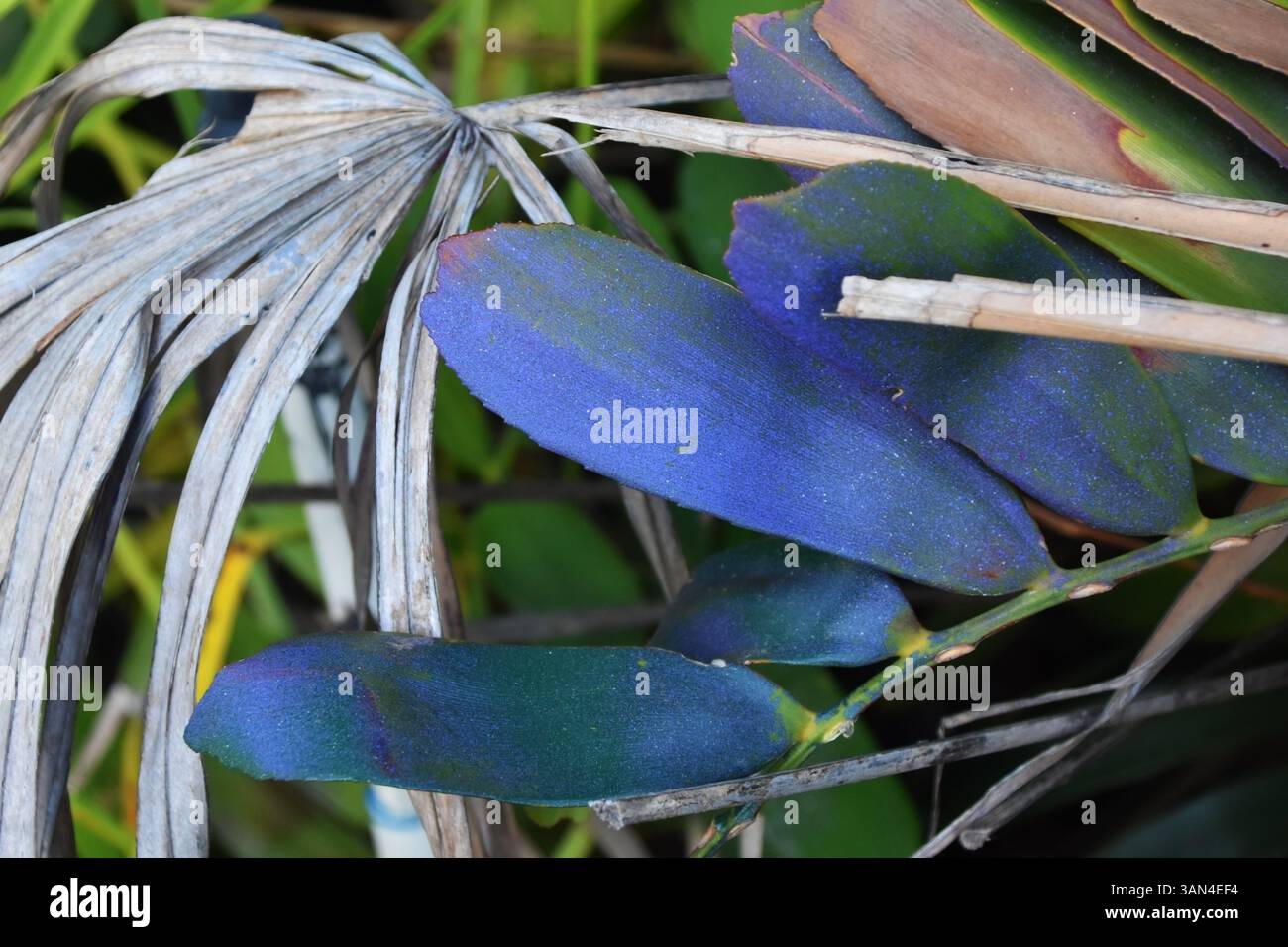 Organic leaves detail in high resolution Stock Photo - Alamy