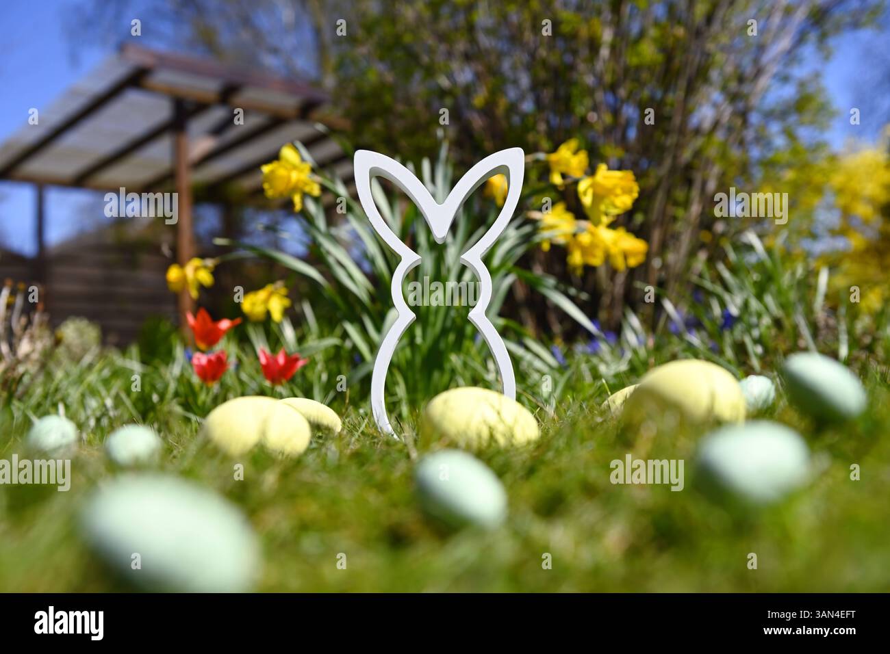 Osterhase und Ostereier vor Frühlingsblumen *** Easter bunny and Easter eggs in front of spring ...