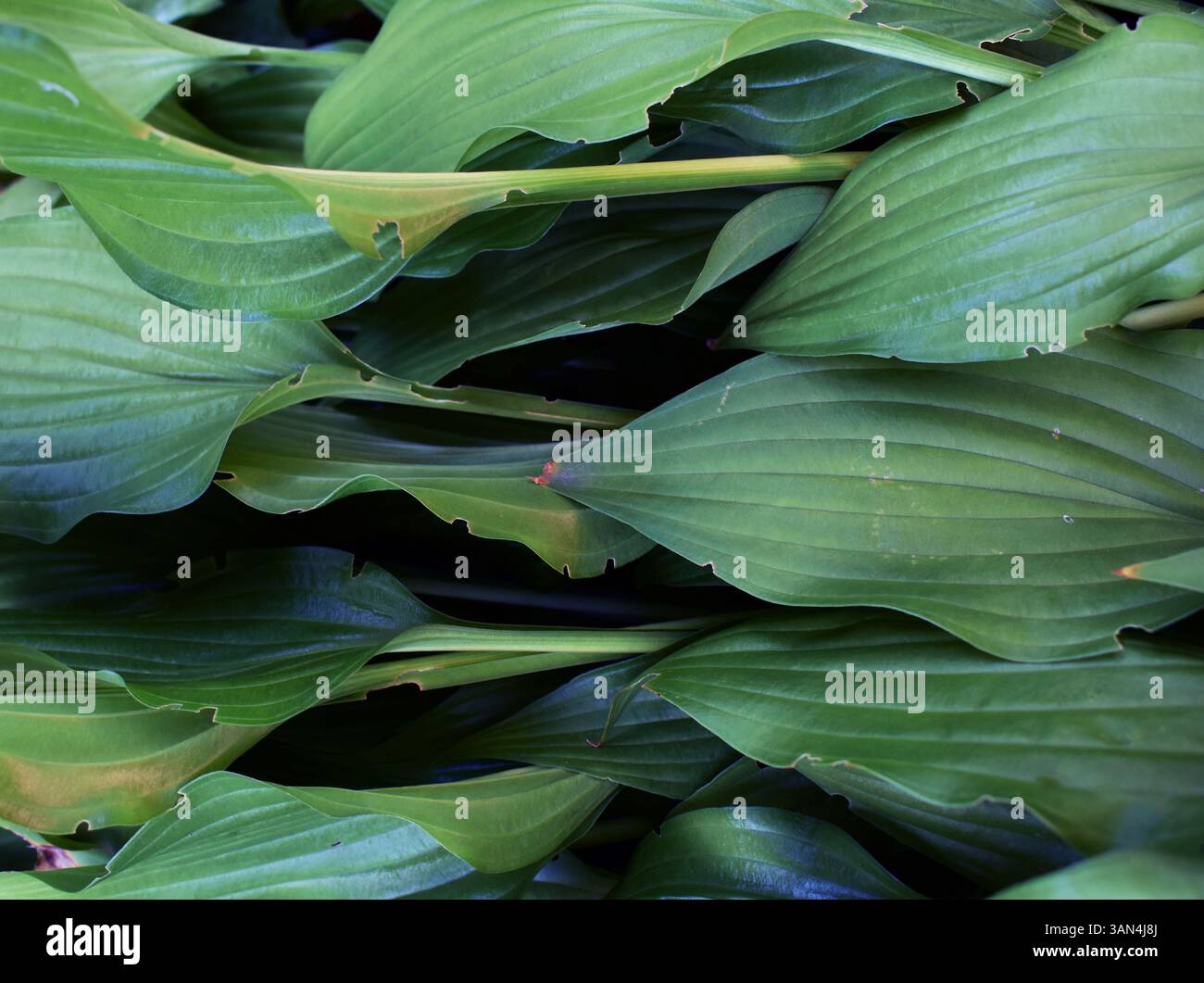 Leaf surface texture for seasonal photos Stock Photo - Alamy