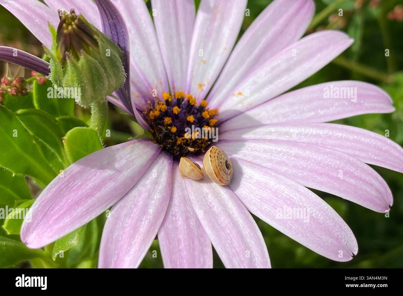 snails sitting on delicate flower in lush greenery, detailed macro ...